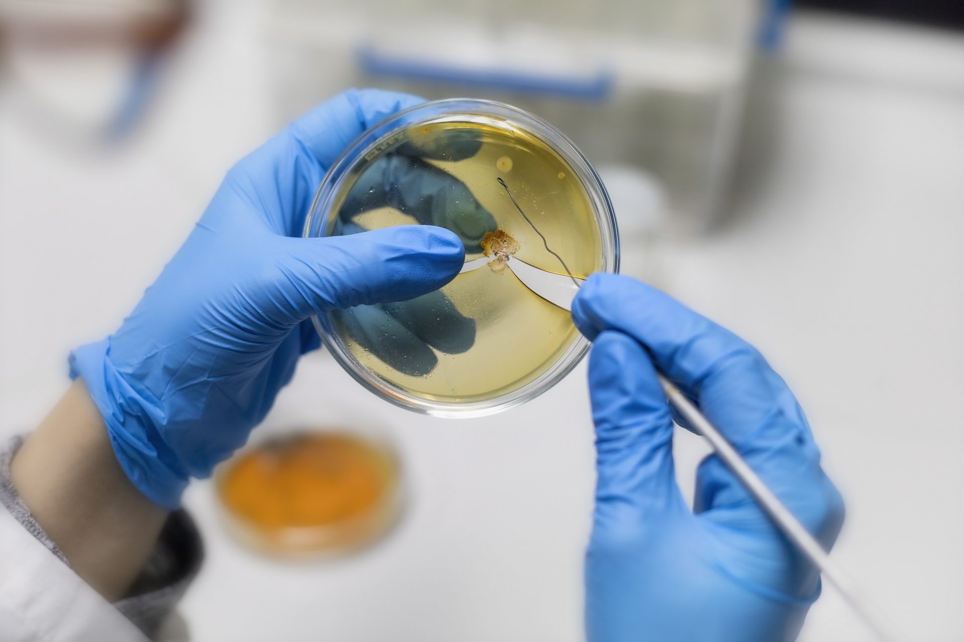 Y con Trump llegó el escándalo: expertos en biología rebaten su nuevo ...