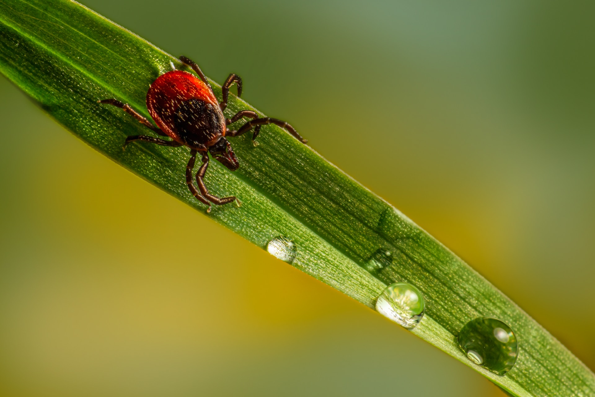 The ultimate guide to avoiding ticks in the wild — learn from my experience