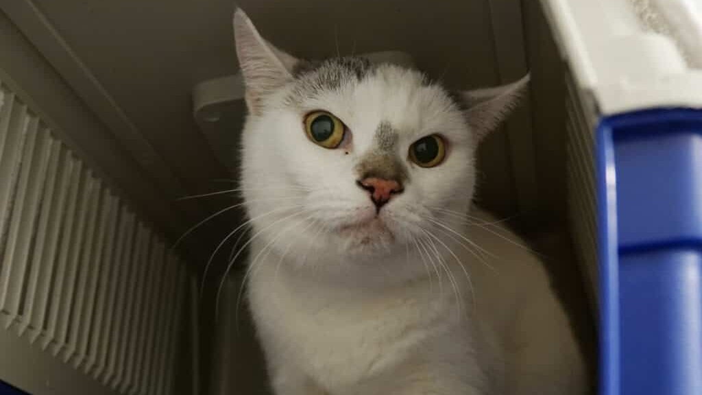 Grumpy Cat "Scratchy" hasst Kuscheleinheiten und Kinder