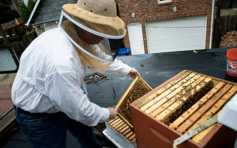 The Rise of Backyard Beekeeping: How Americans Are Saving Pollinators One Hive at a Time