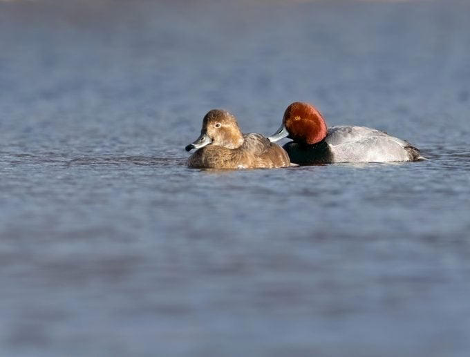 Redhead vs Canvasback: Duck Identification