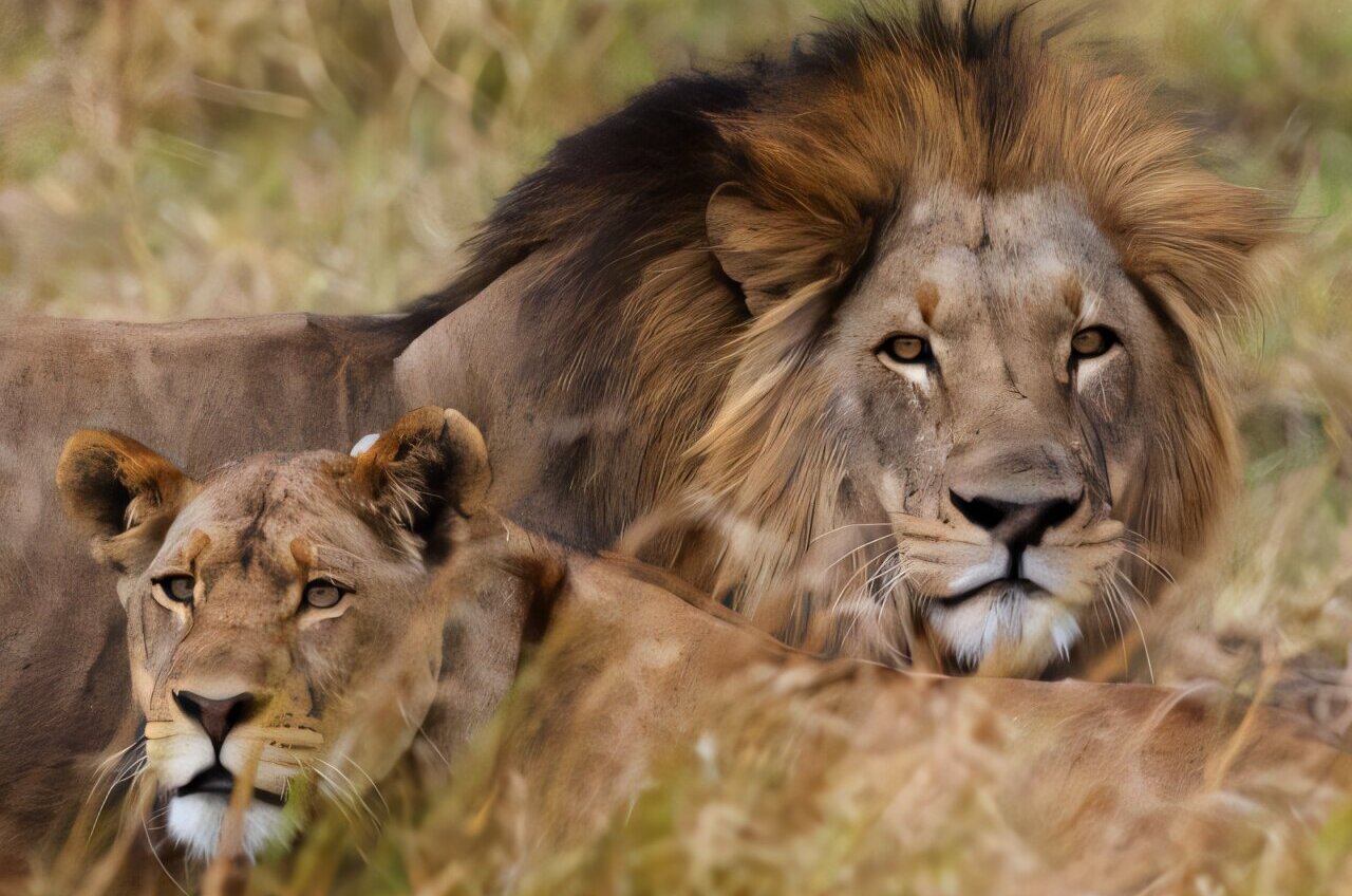 Large African carnivores research explores effects of prey depletion on ...