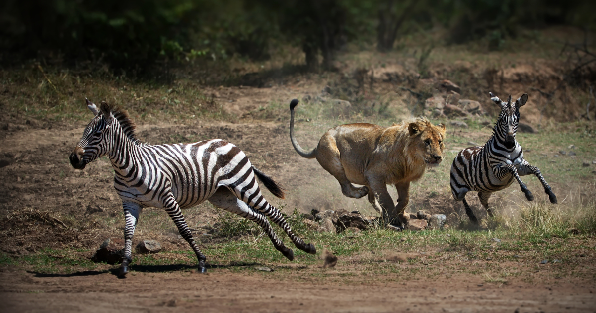 Mathematical Equation Can Predict Population Levels In Predator/Prey ...