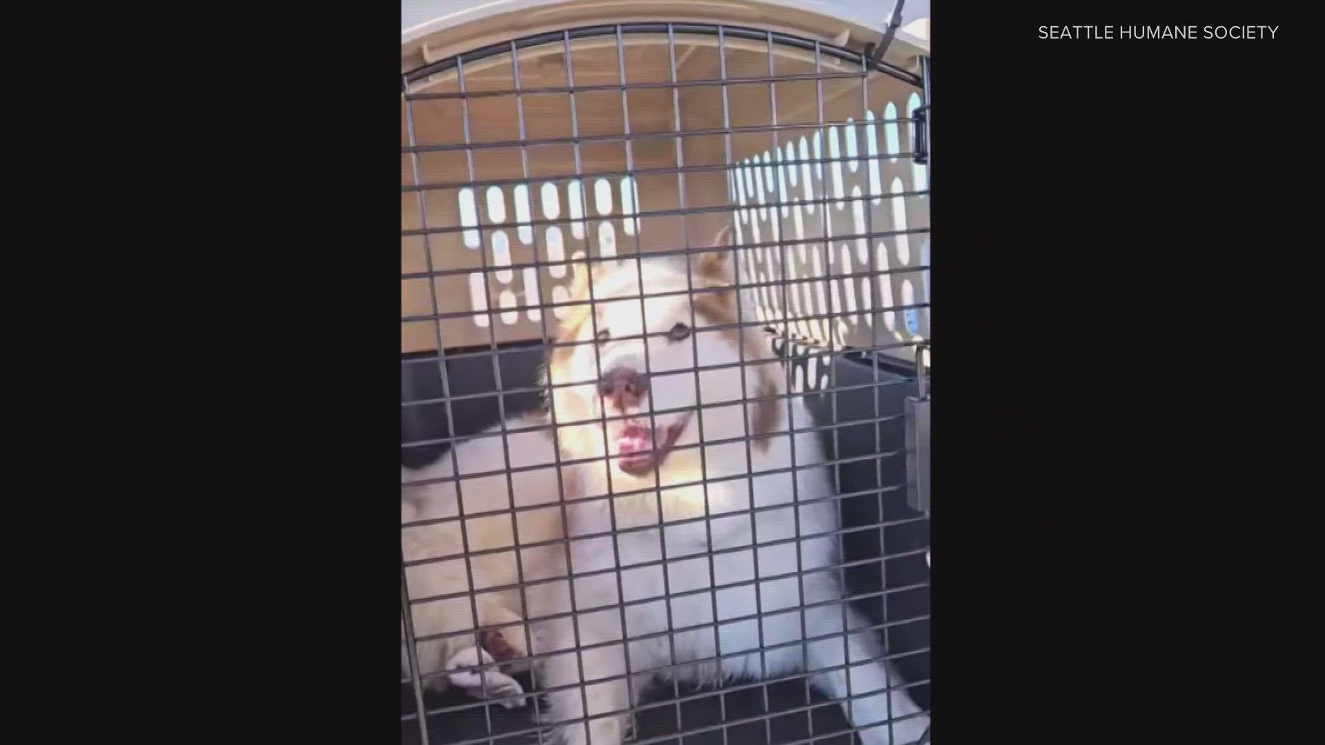 More California dogs and cats arrive at Seattle Humane