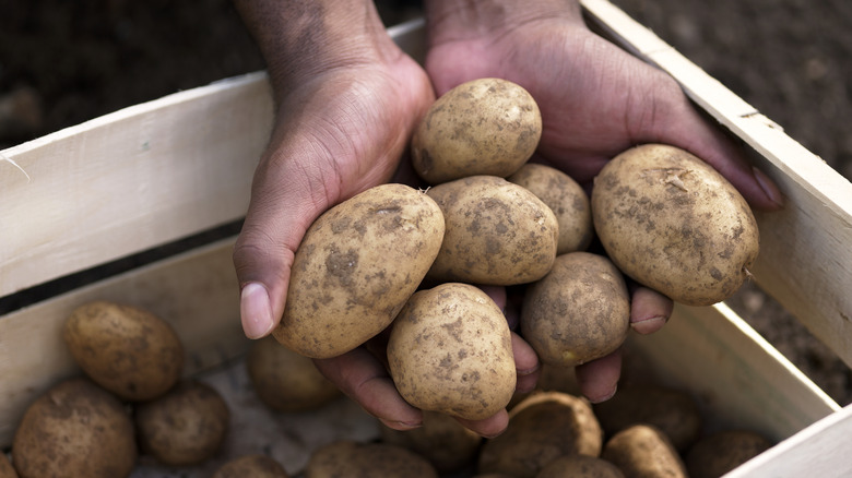 Can You Eat Raw Potatoes And Is There Ever A Reason To?