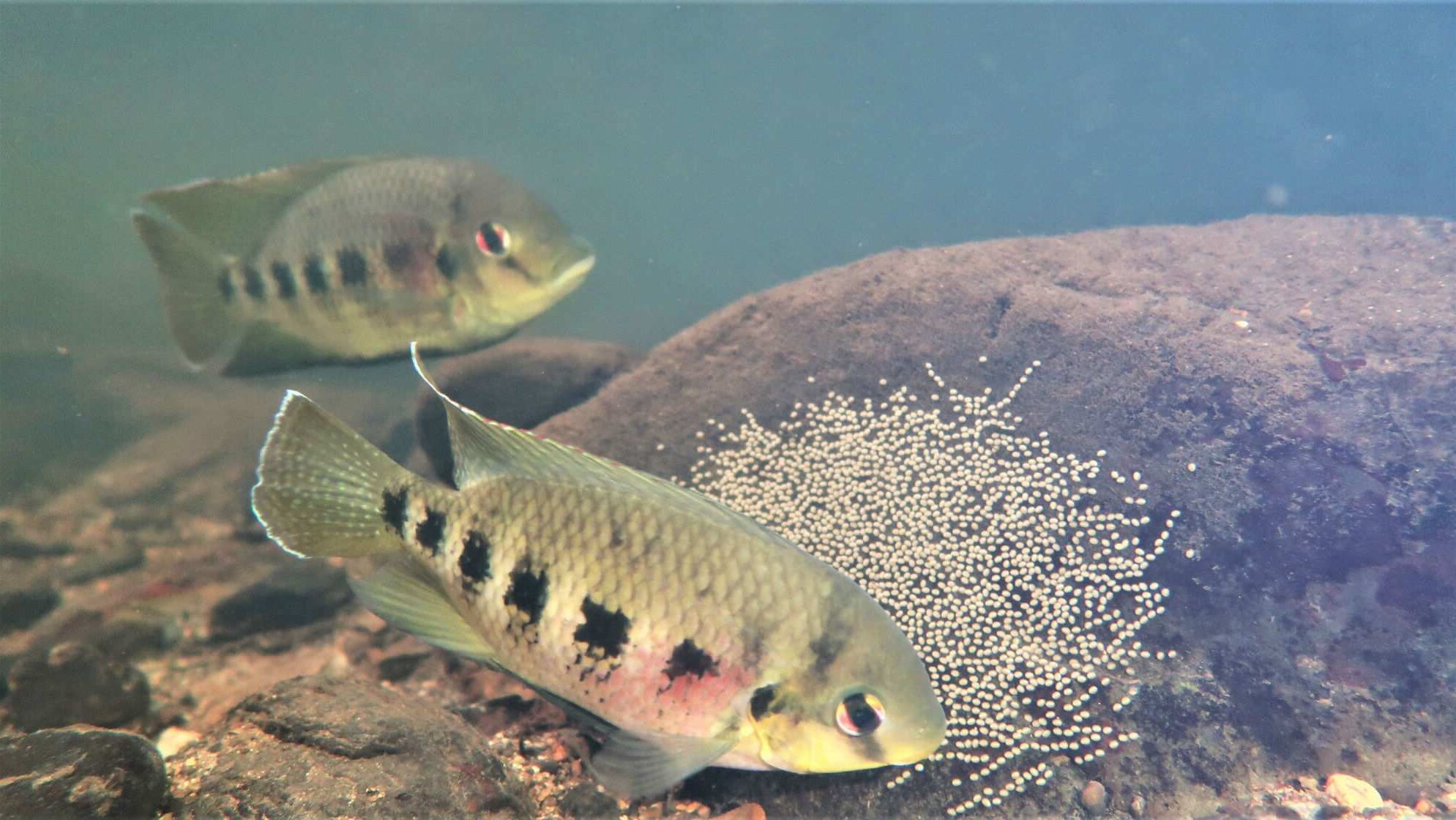 Invasive fish tilapia found in upper Mitchell River, north Queensland