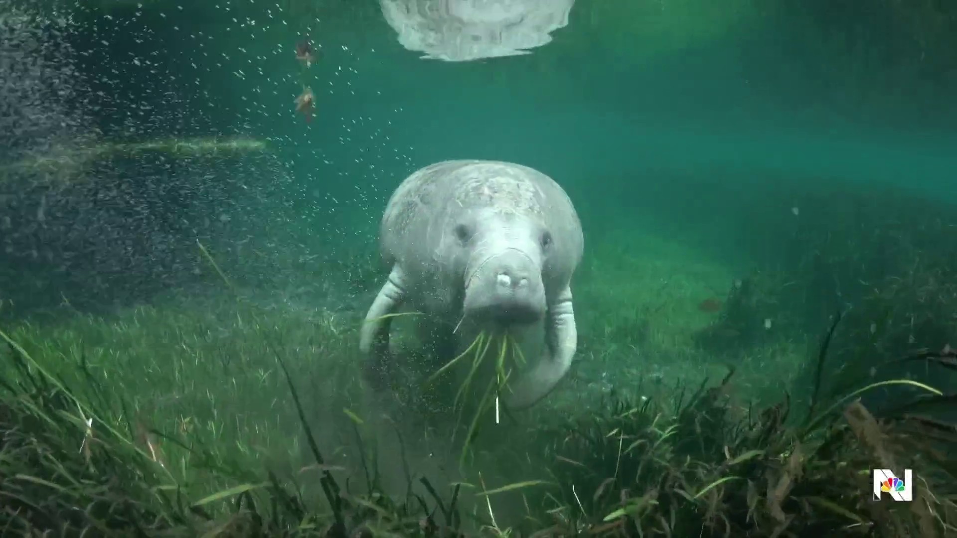 Good News: Manatees brought back to health released into the wild
