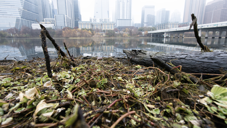 Why is swimming banned in Lady Bird Lake?