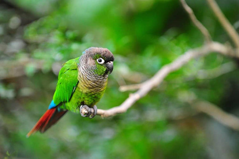 Is the Green-Cheeked Parrot Under Threat?