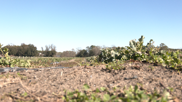 Local farms see impacts on crops from winter storm’s cold temperatures