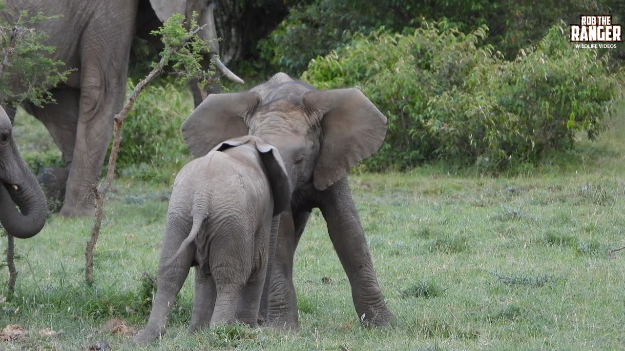 Incredible Baby Elephants Play Together In The Herd