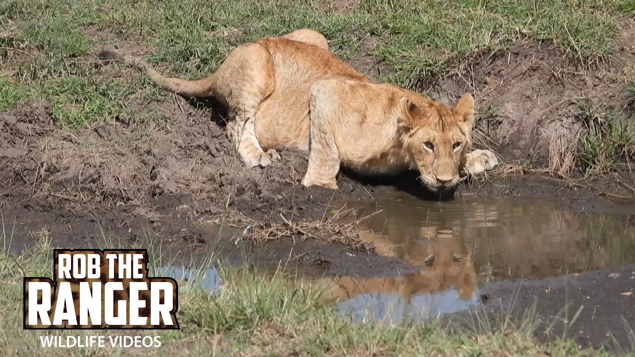 Thirsty young lion in the wild