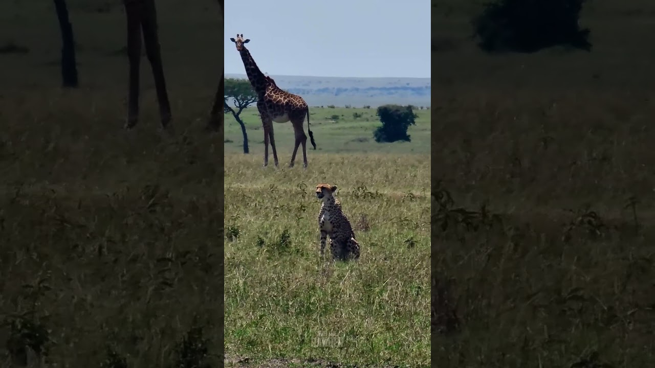 Tallest and fastest: Giraffe and cheetah spotted