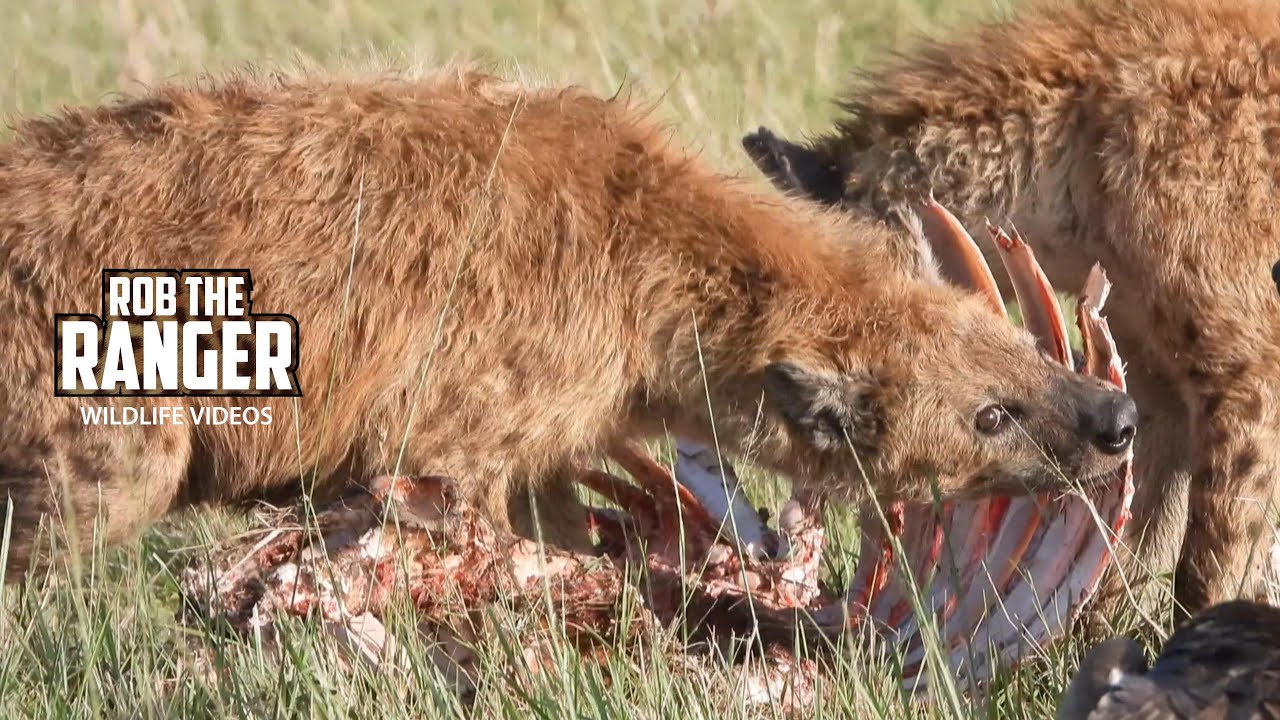 Watch hyenas devour a buffalo carcass on the plains
