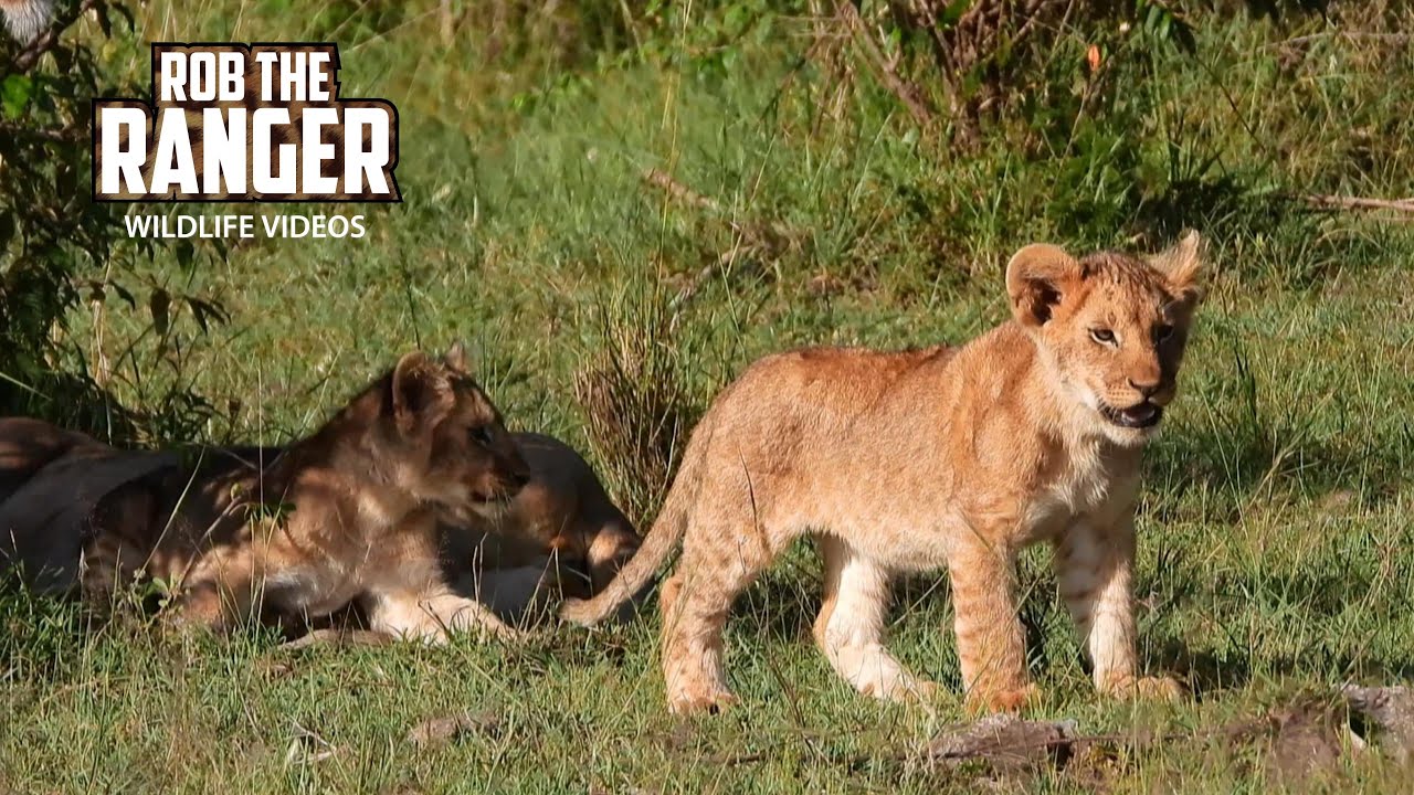 Witness lionesses protecting young cubs on safari