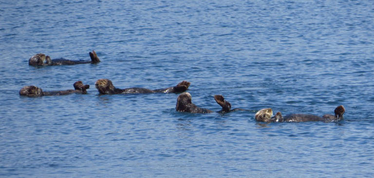 Elevated levels of heavy metals measured in Elkhorn Slough following ...