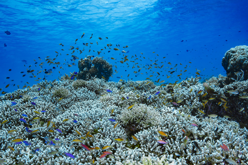 17 underwater wonders worth diving for