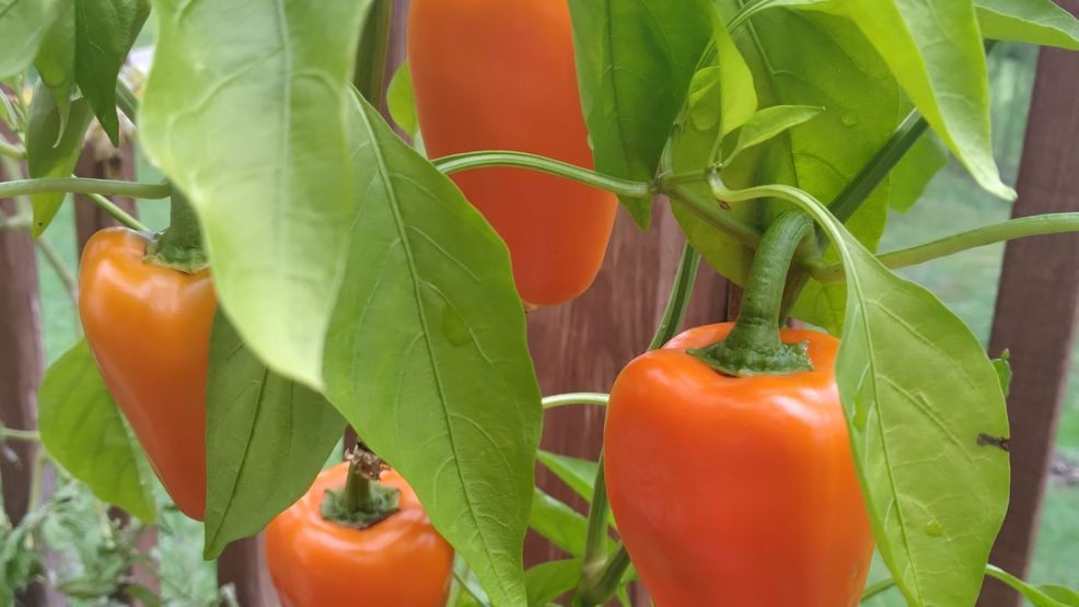 WVU Extension offering vegetable seeds to West Virginia gardeners in 2025