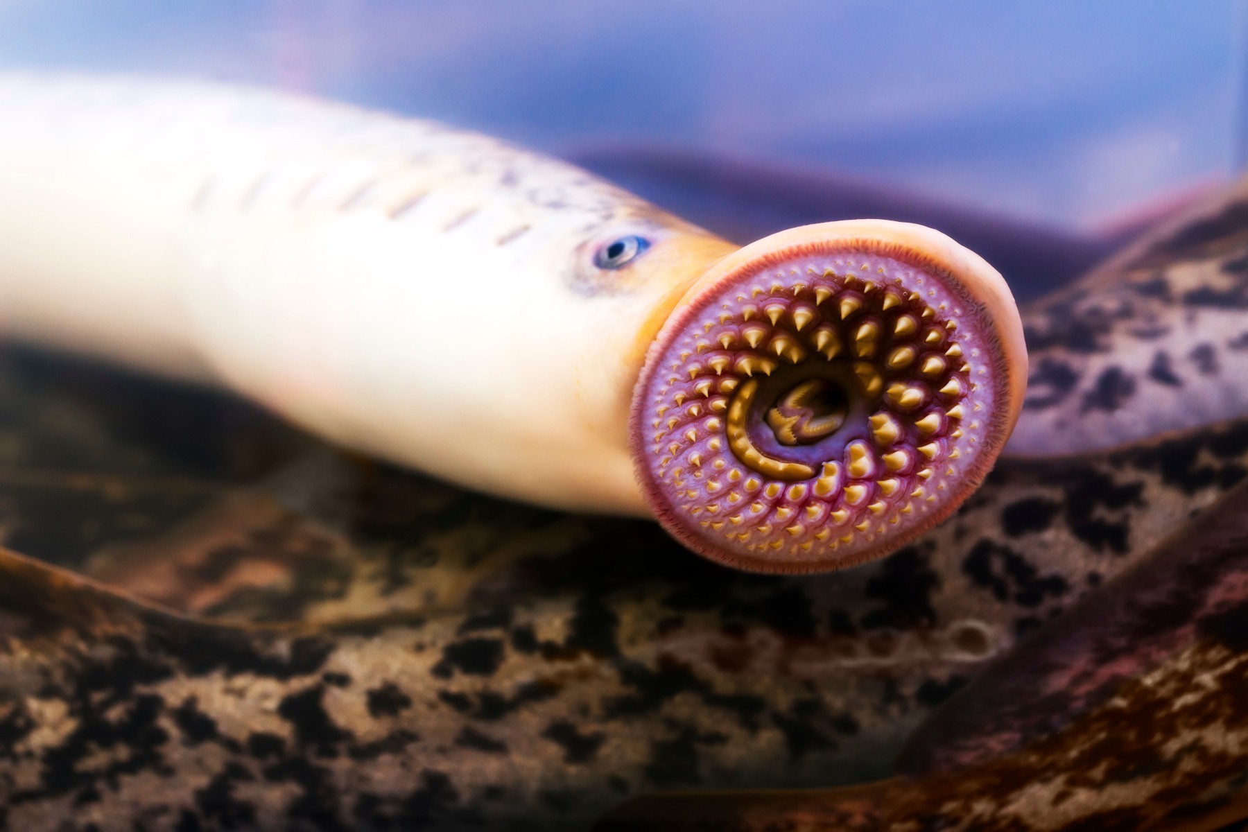The most terrifying creatures in the sea