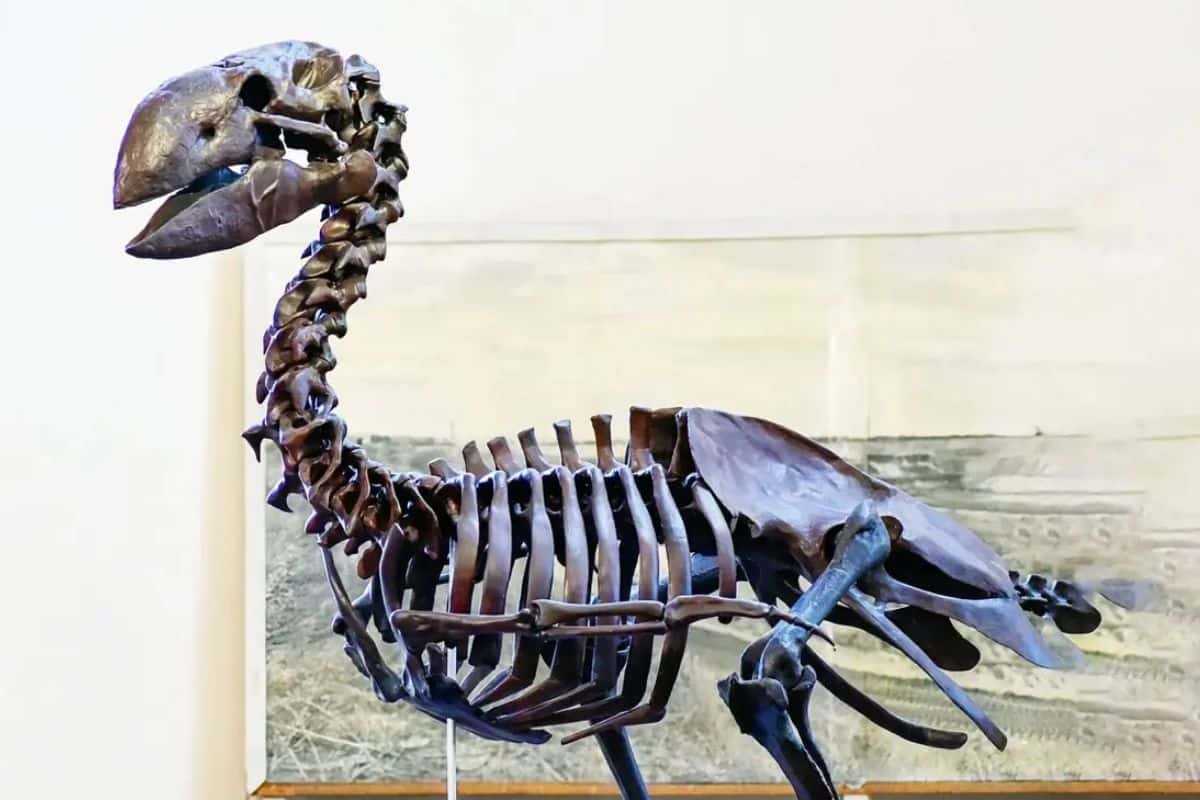Forgotten Fossil Reveals Shocking Truth About 45-Million-Year-Old Giant ...