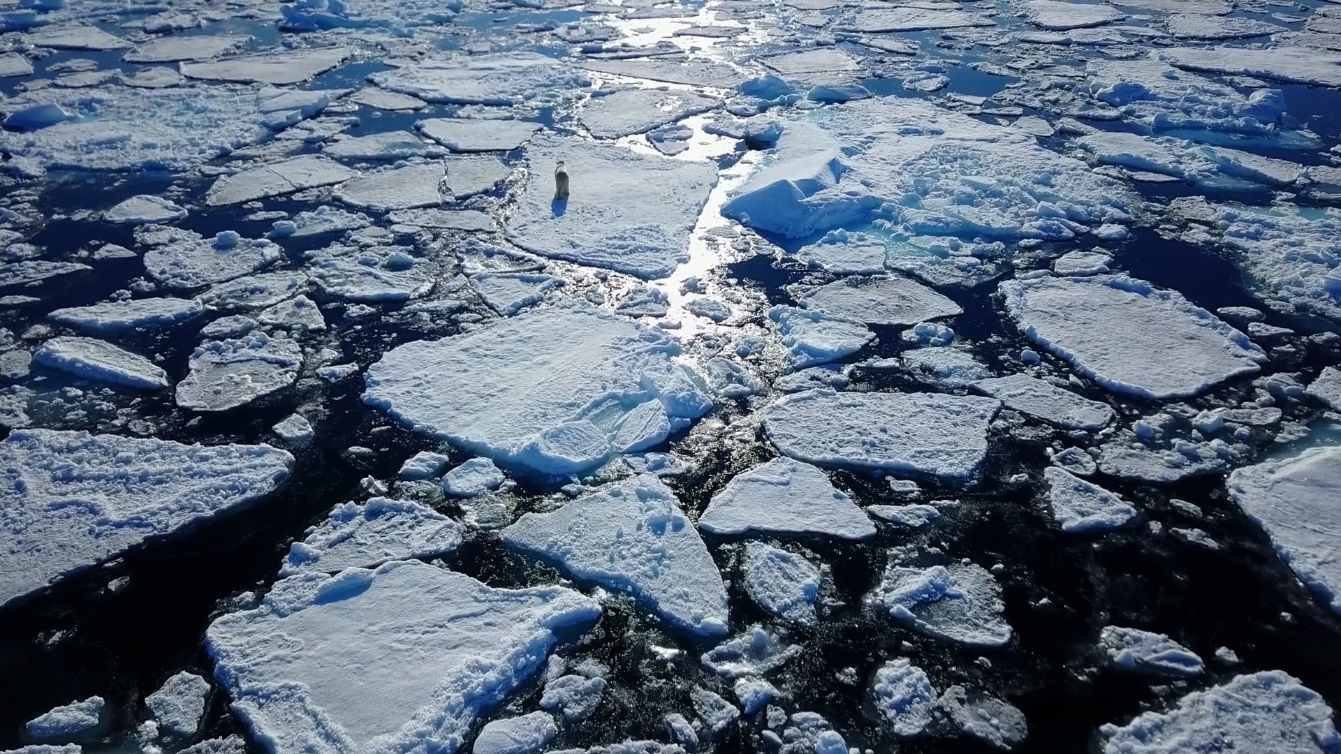 Arctic Wonders: Polar Bears' Realm Seen by Drone