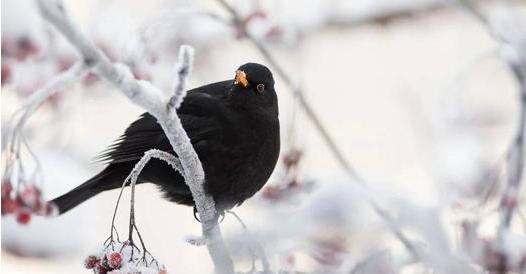 Quali sono i giorni della Merla e perchè si chiamano così? Significato ...
