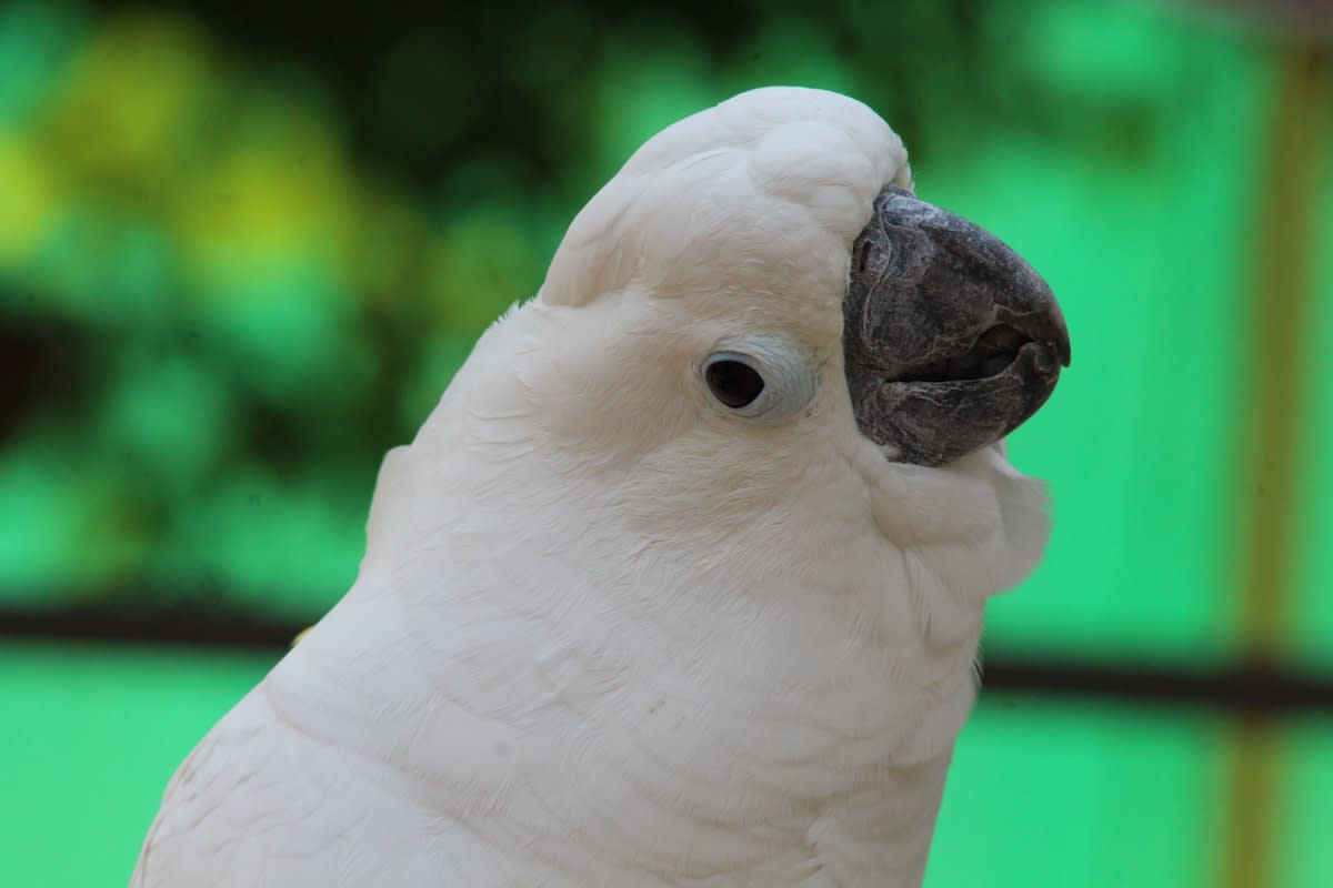 Cockatoo Tells Man He's a 'Bad Boy' During Argument & Everyone's ...