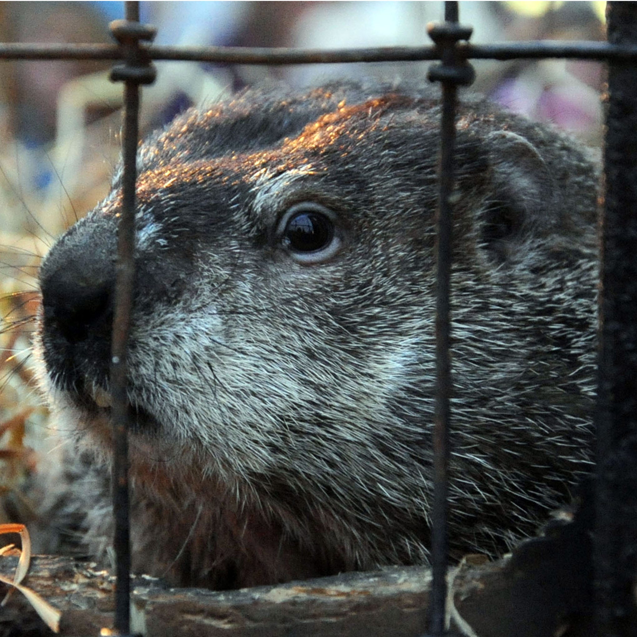 Weigh in on spring: Will Buckeye Chuck see his shadow?