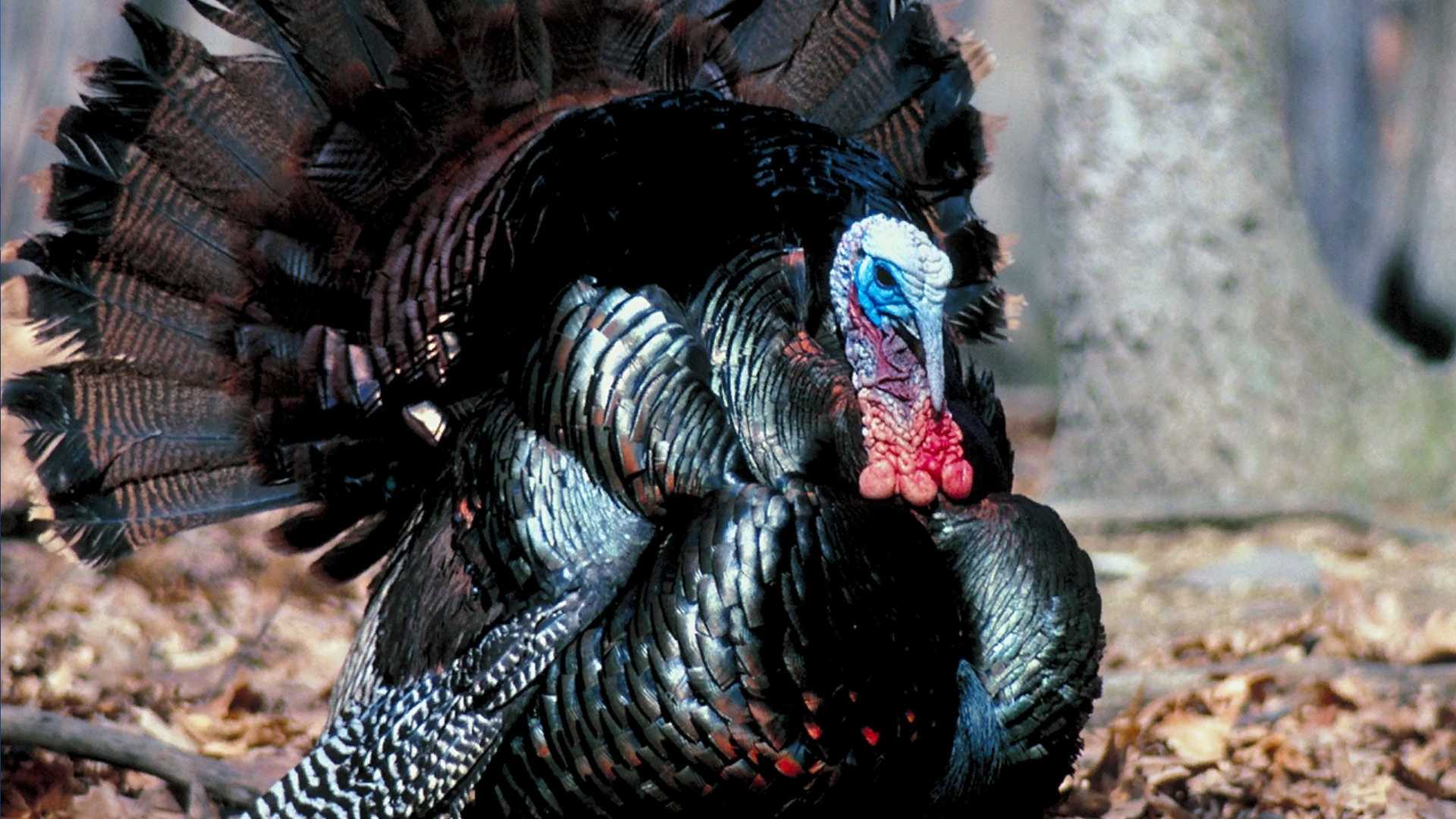 Second bird flu case of 2025 found in Sampson County poultry farm