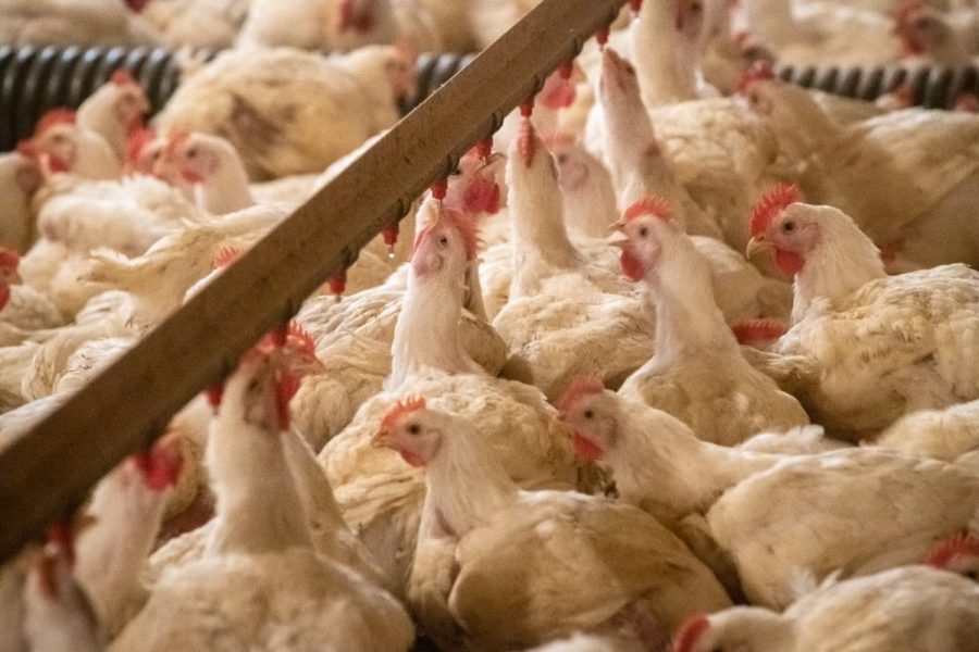 1st Pennsylvania case of avian flu for 2025 confirmed