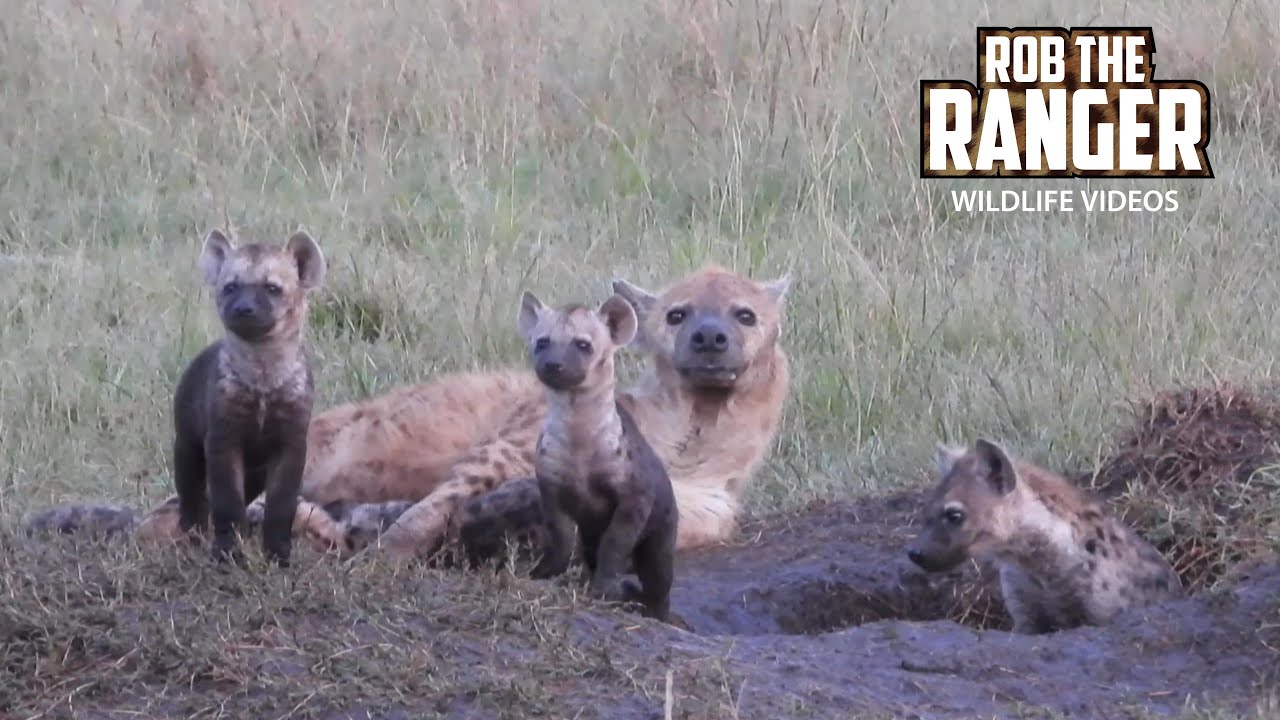 Witness chaotic action at this hyperactive hyena den