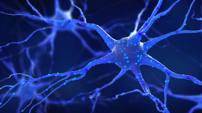 Types of neurons and their function