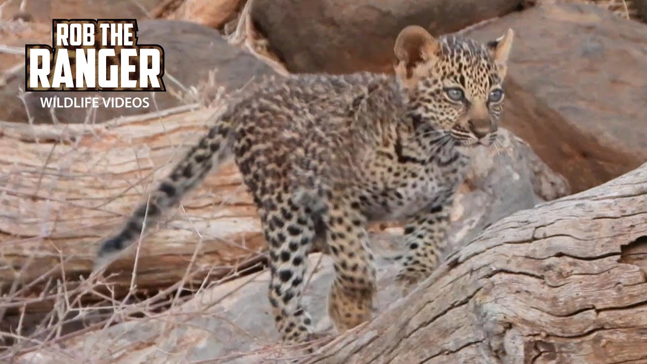 Witness a leopard and cub on tour at Zebra Plains Buffalo Springs