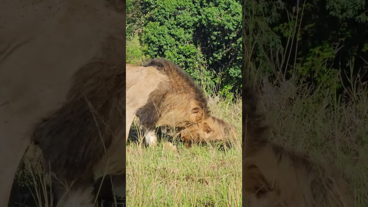 Lion Brothers Reunite, Their Bond Unbroken by Time and Distance