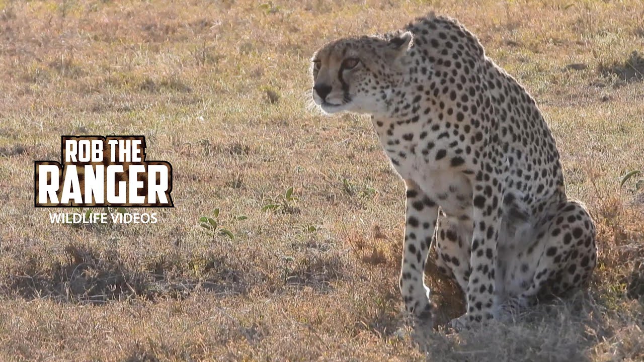 Wild Animals: Cheetah Observes Impala Herd - Predator on Alert
