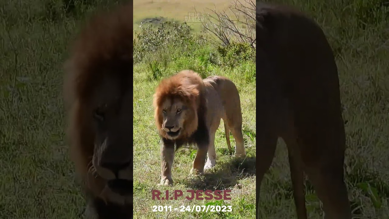 Remembering Jesse, legendary lion of Maasai Mara