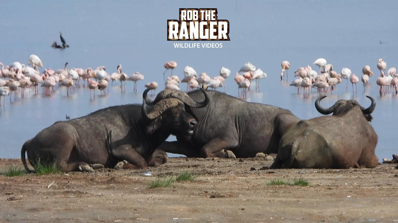 Witness massive buffalo herds and exotic birdlife at Lake Nakuru with ...