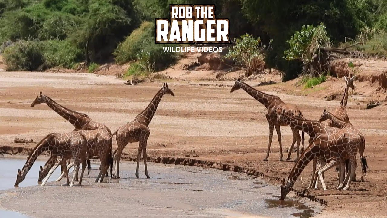 Witness a rare reticulated giraffe drinking at the river in Samburu