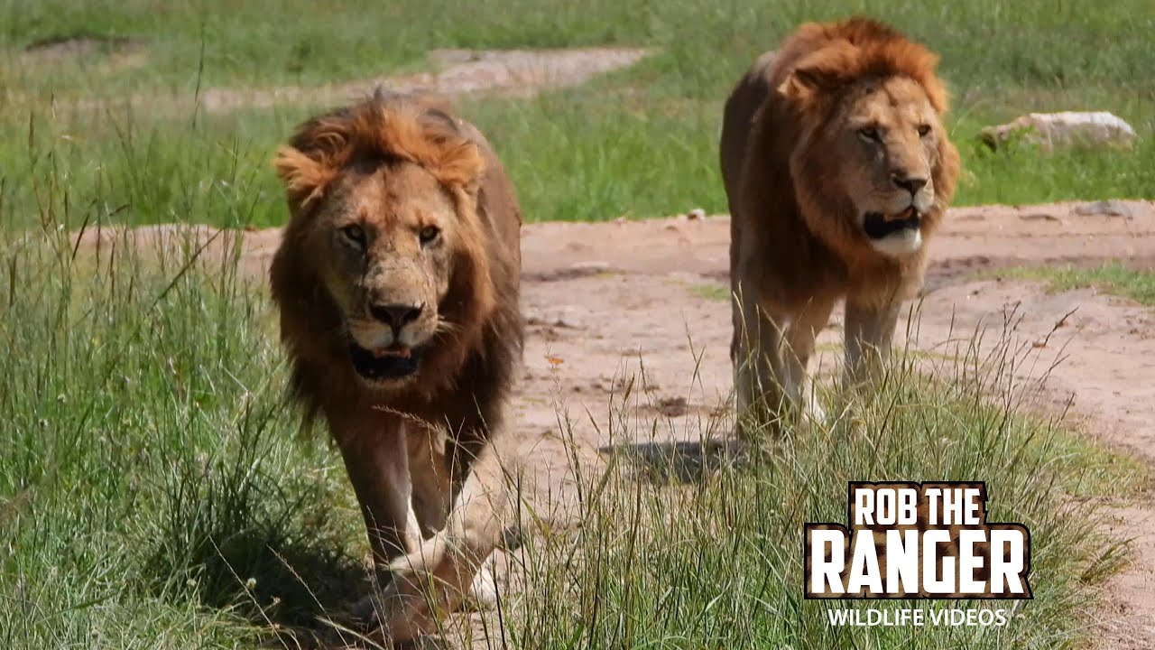 Lions drink, walk, and relax in the Maasai Mara