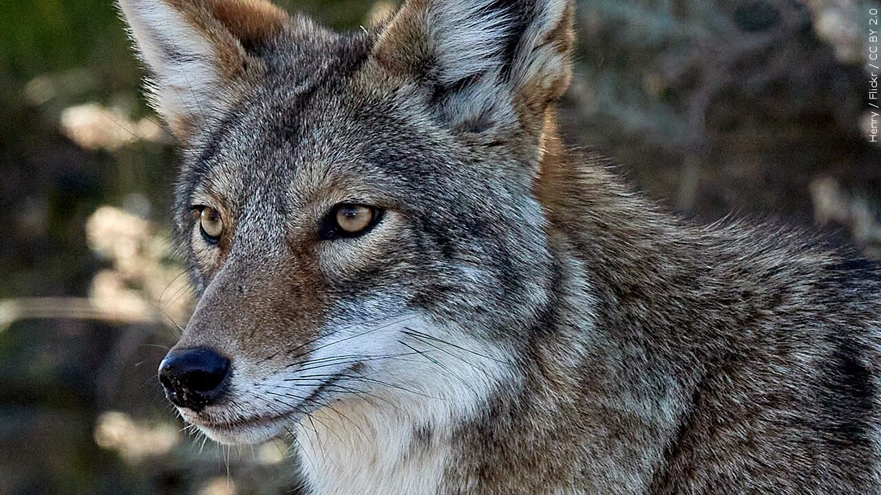Increased coyote sightings expected in Kentucky as mating season begins