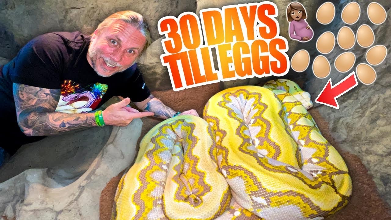 AWESOME NEWS!! 30 DAYS UNTIL MY SNAKE SNAKE LAYS HER EGGS!!