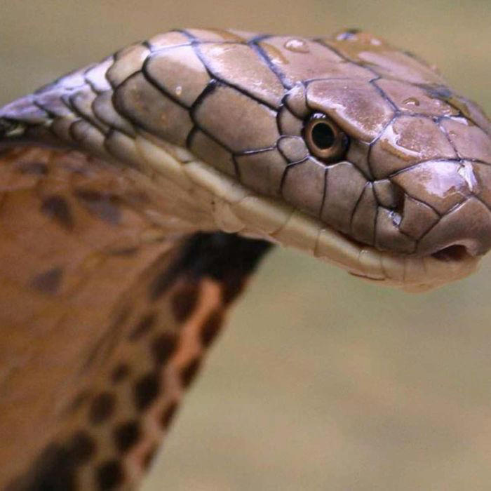 King Cobra reclassified into 4 species after a 20-year study: know ...