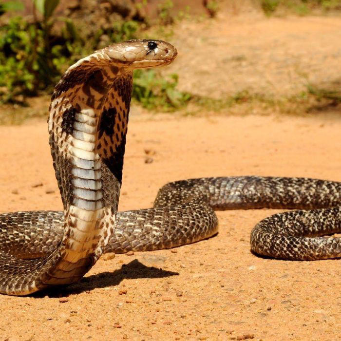 King Cobra reclassified into 4 species after a 20-year study: know ...