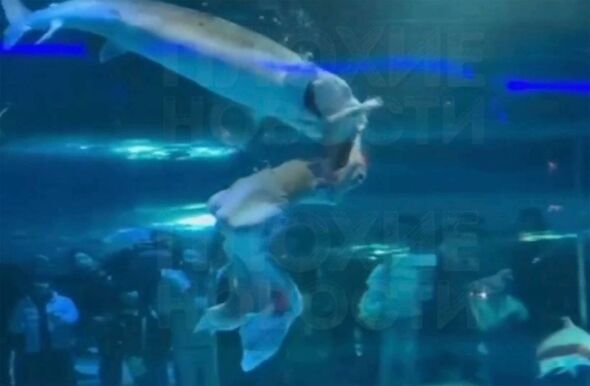 'Mermaid' actress suffers horrific attack by fish during aquarium show