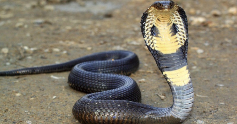 King Cobra reclassified into 4 species after a 20-year study: know ...