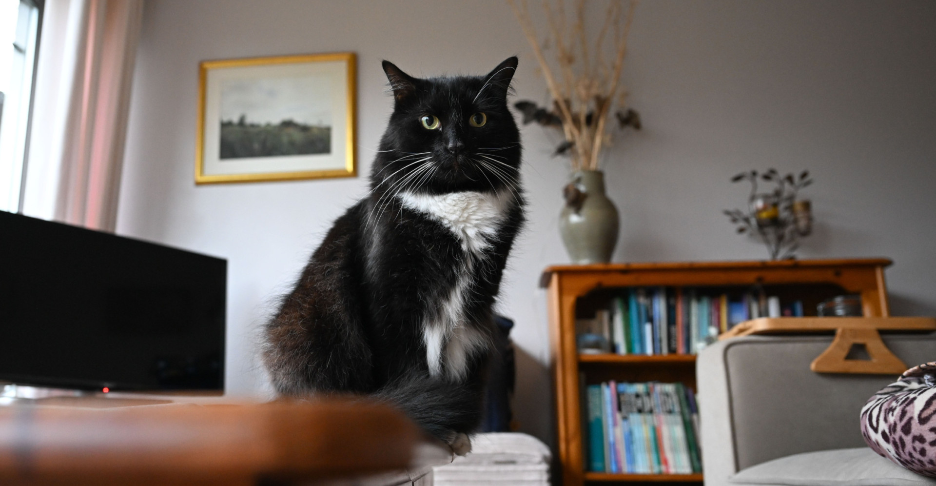 Curiosidades sobre los gatos que quizás no conocías