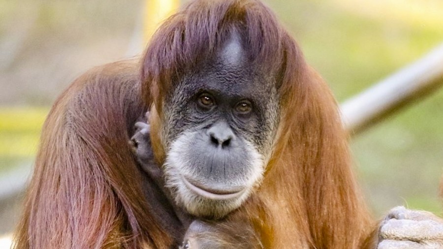 Measure Z gave Fresno Chaffee Zoo over $71M between 2020 and 2022: What ...