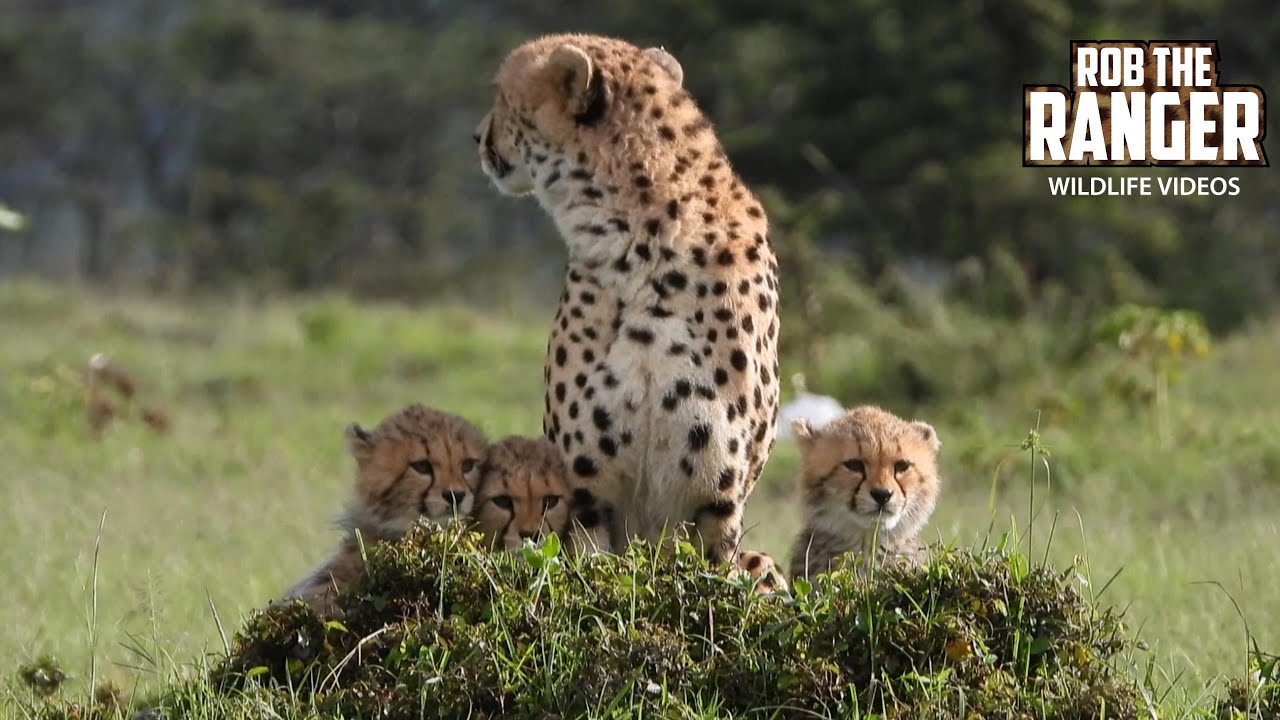 Cheetah mother and four cubs outside the camp
