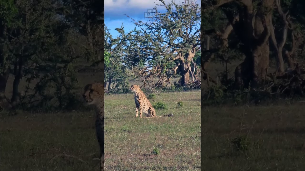 Predators Stealthily Watching For The Perfect Kill