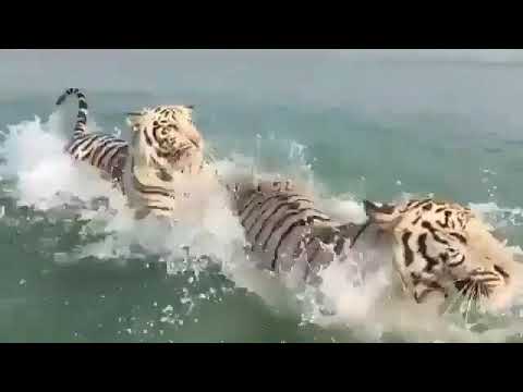 Mesmerizing White Tigers Splash Around in Water Fun